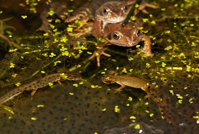 Newt Eating Frog Spawn photo Everything Is Permuted newt-eating-frog-spawn-photo-everything-is-permuted
