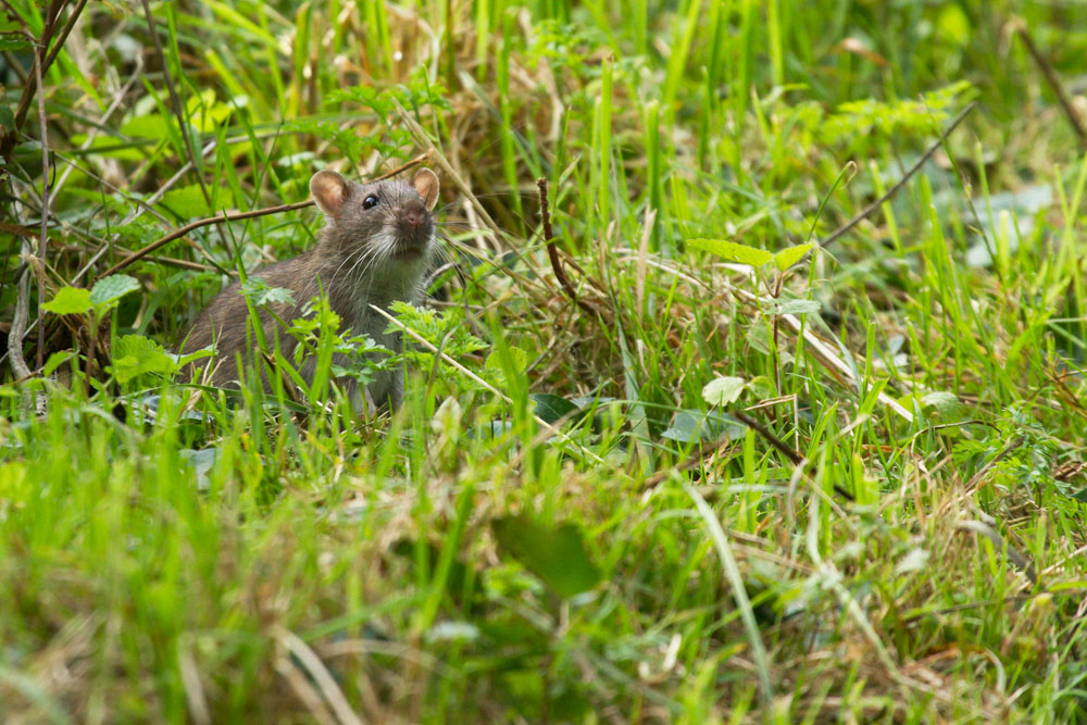 Rats Everything Is Permuted