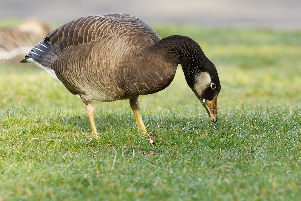 Wild Fowl Everything Is Permuted wild-fowl-everything-is-permuted