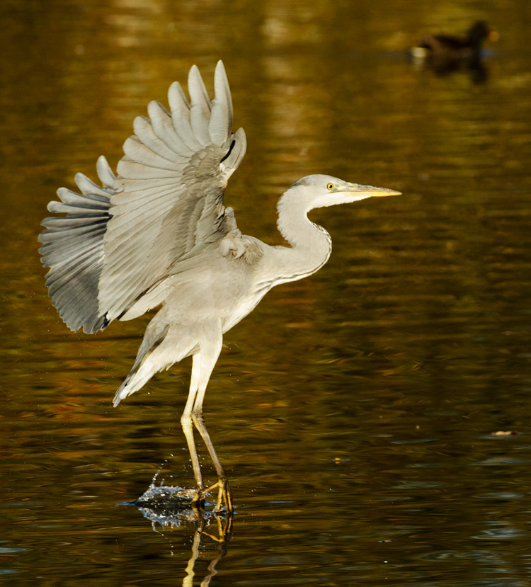 Heron in Autumn Light | Everything is Permuted