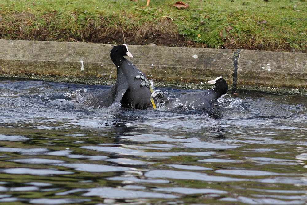 Coots/coots_0401115354