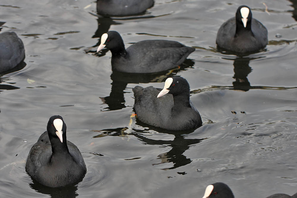 Coots/coots_1511108962