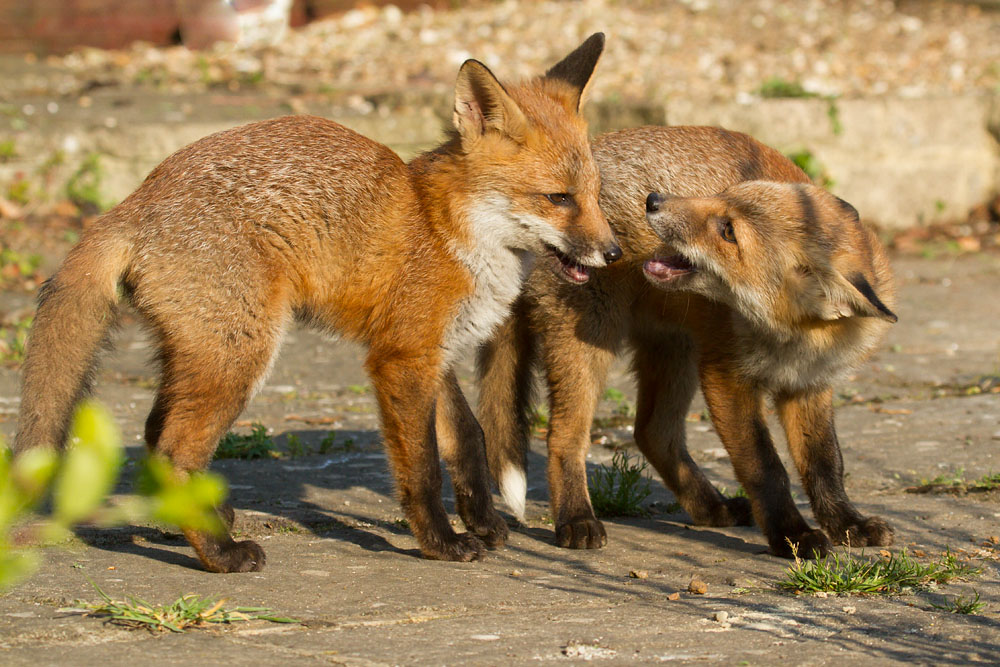 The Complete Fox of the Day/0504142705139695