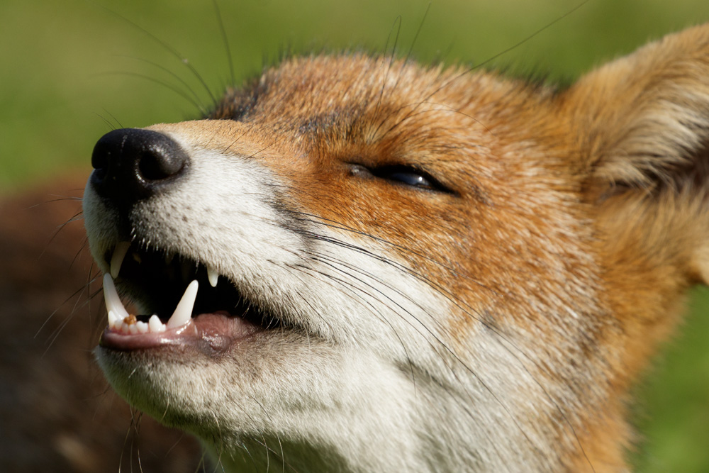 The Complete Fox of the Day/1308171308179488