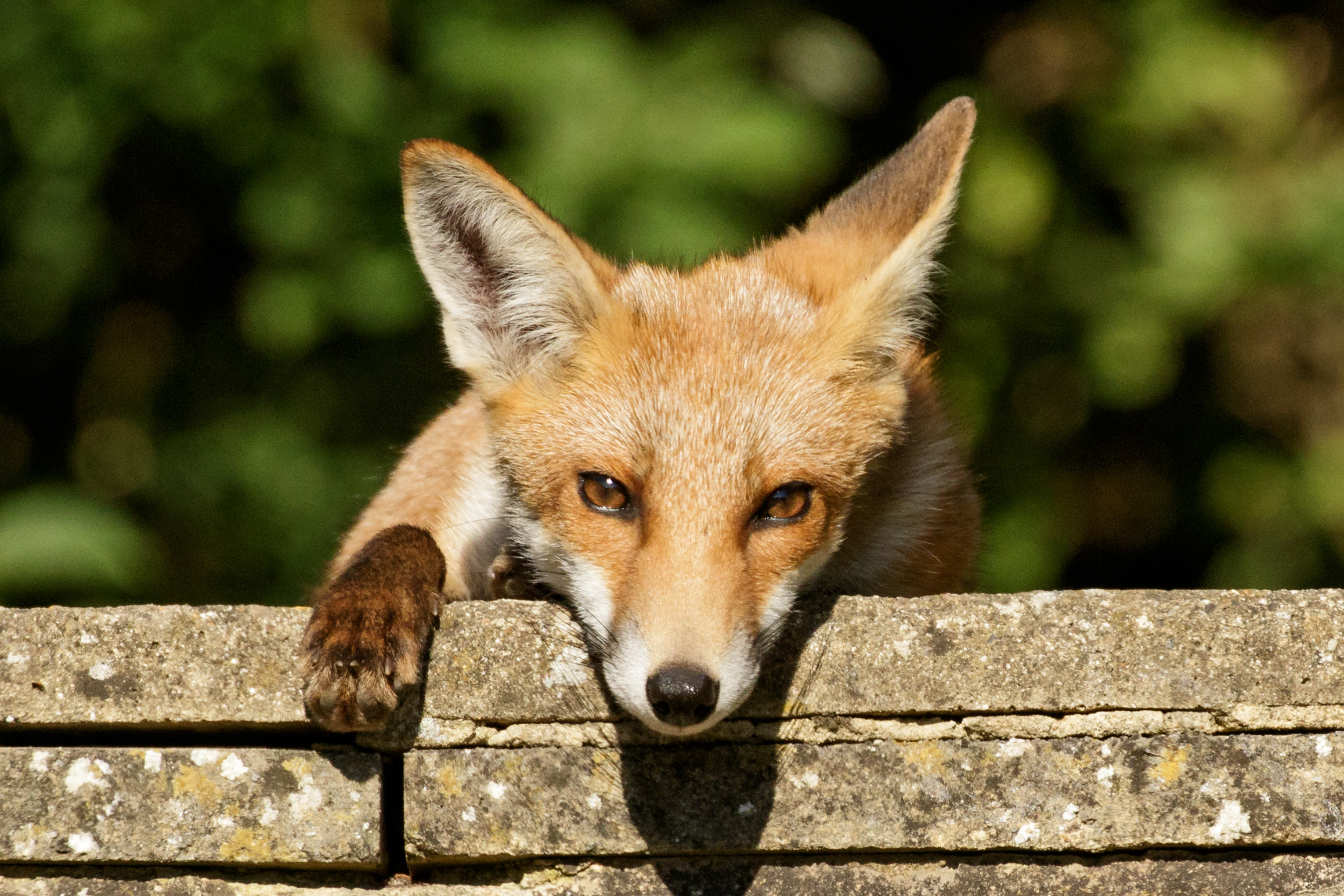 The Complete Fox of the Day/1309170907177264
