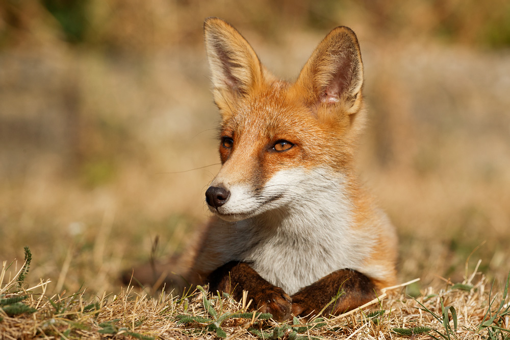 The Complete Fox of the Day/1807181807188024