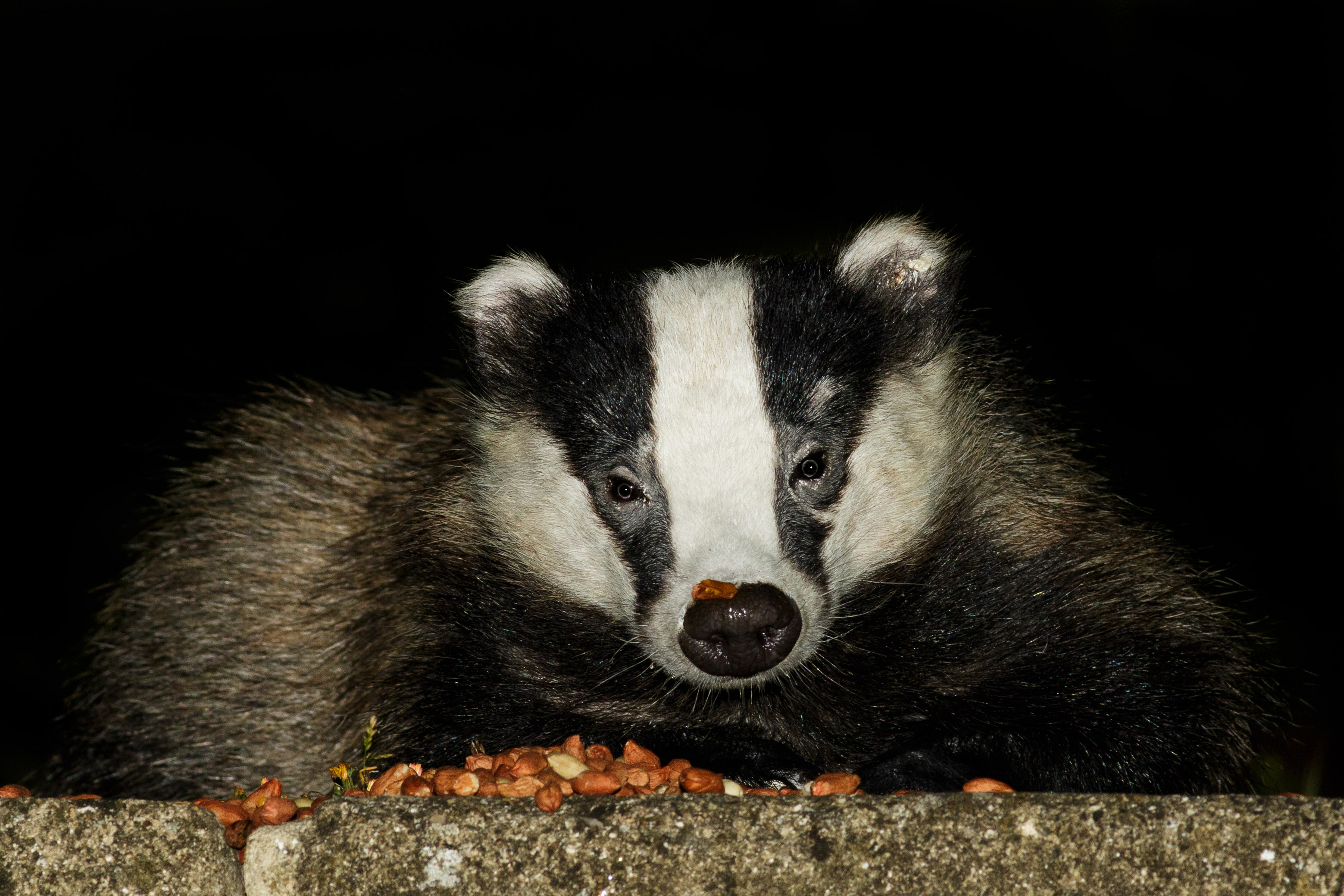 The Complete Fox of the Day/2107162007164213