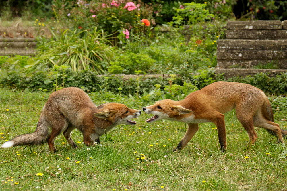 The Complete Fox of the Day/2807172807173644