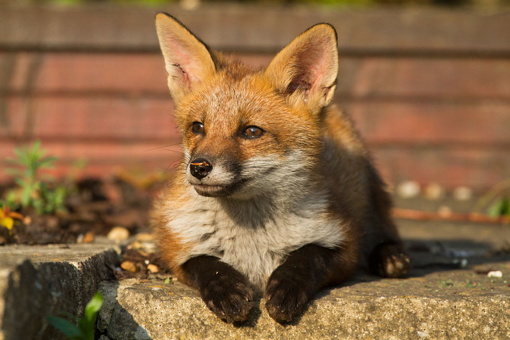 The Complete Fox of the Day/2905132705139970