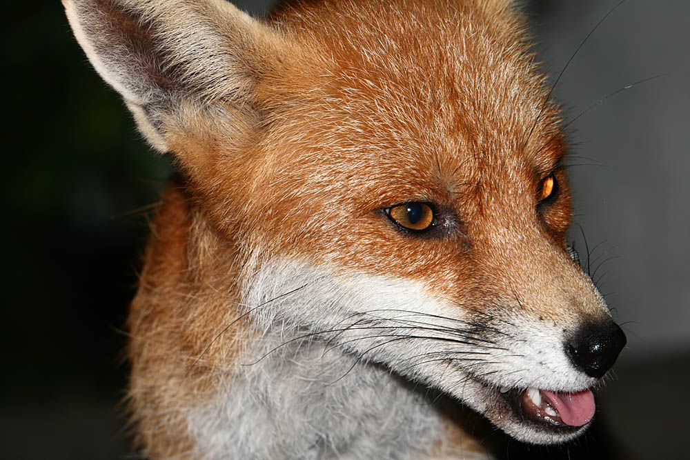 Fox Gallery August 2008/fox_dog_0708081067