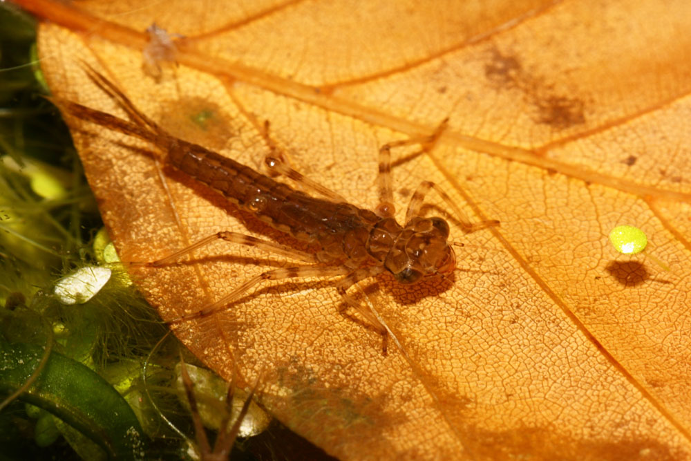 Damselfly Nymphs/damselfly_nymph_0510087482