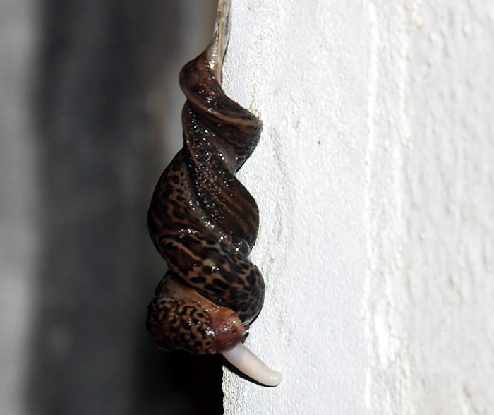 Leopard Slugs Mating/slug_mating_2507094960