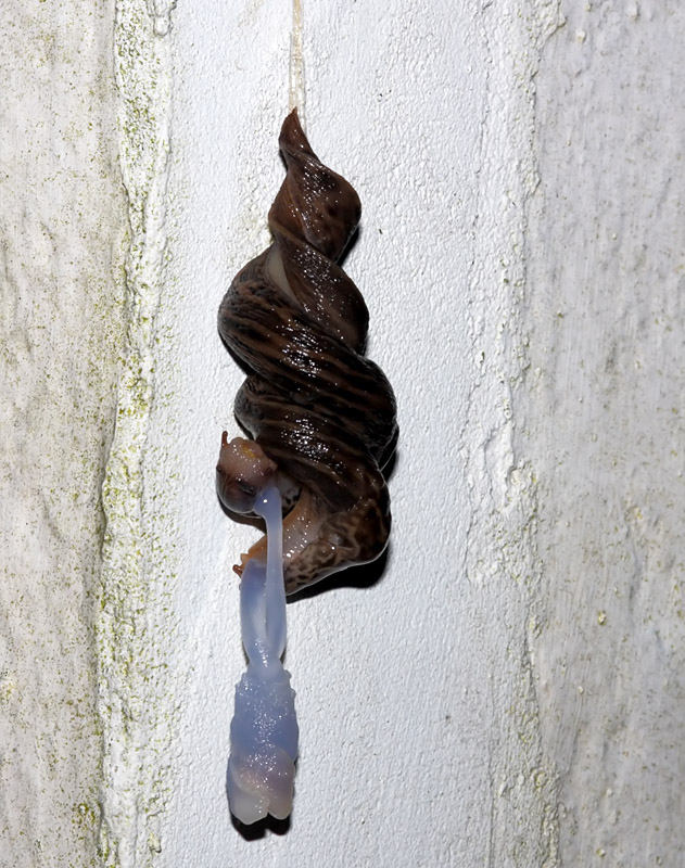 Leopard Slugs Mating/slug_mating_2507094961