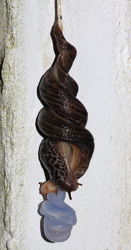 Leopard Slugs Mating/slug_mating_2507094968