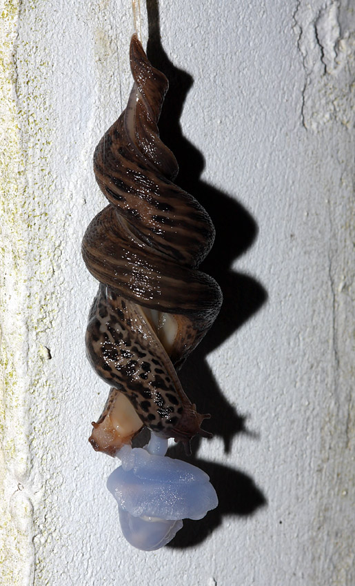 Leopard Slugs Mating/slug_mating_2507094970