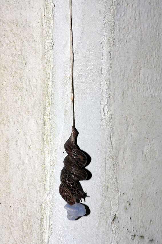 Leopard Slugs Mating/slug_mating_2507094972