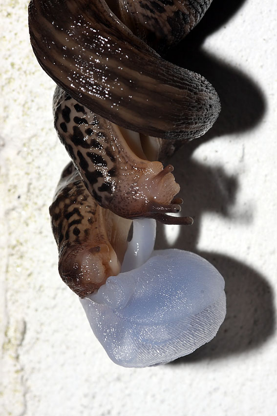 Leopard Slugs Mating/slug_mating_2507094974