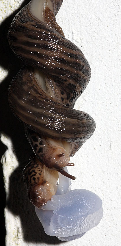Leopard Slugs Mating/slug_mating_2507094975