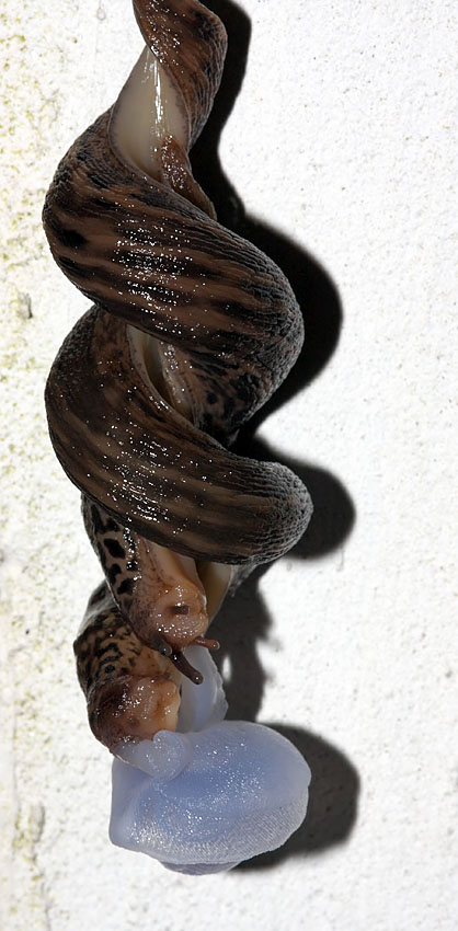 Leopard Slugs Mating/slug_mating_2507094976