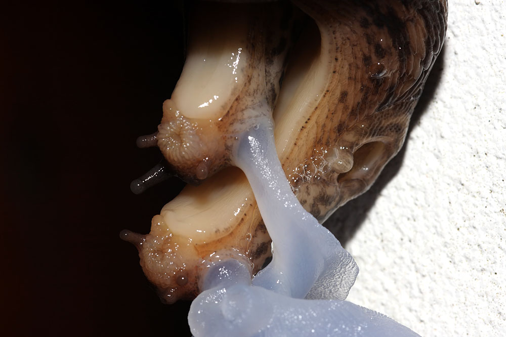 Leopard Slugs Mating/slug_mating_2507094981