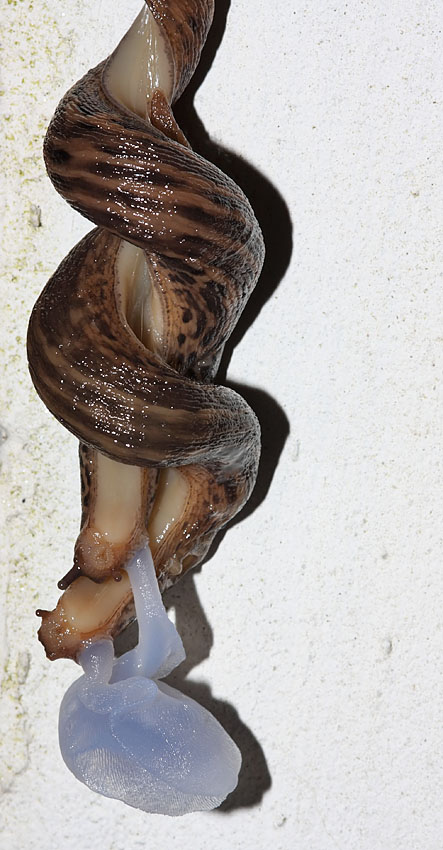 Leopard Slugs Mating/slug_mating_2507094985
