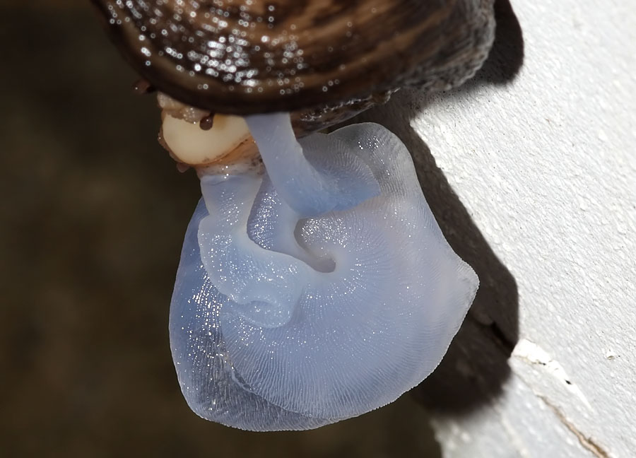 Leopard Slugs Mating/slug_mating_2507094986