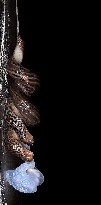 Leopard Slugs Mating/slug_mating_2507094990