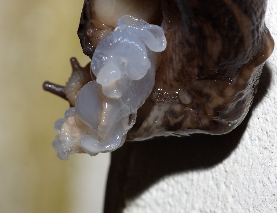 Leopard Slugs Mating/slug_mating_2507094997