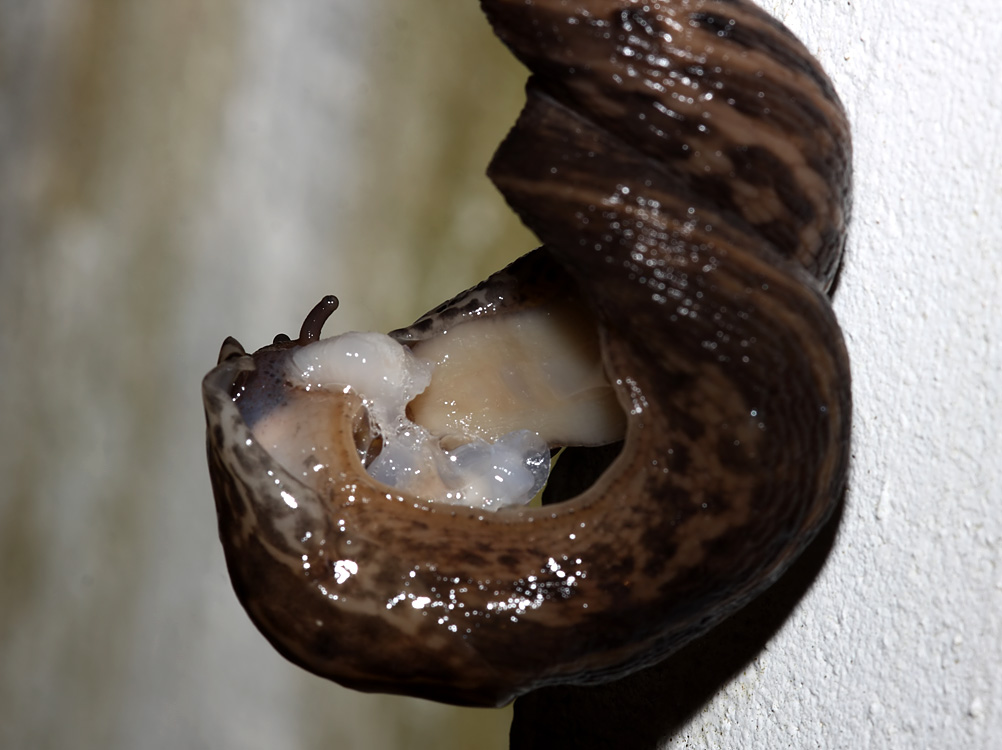 Leopard Slugs Mating/slug_mating_2507094999