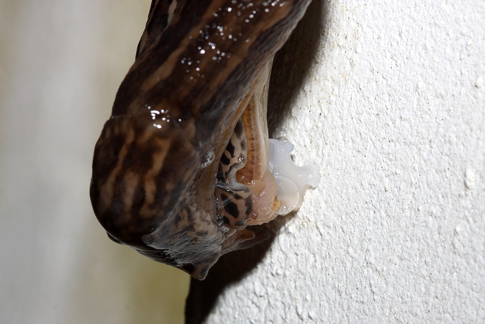 Leopard Slugs Mating/slug_mating_2507095000