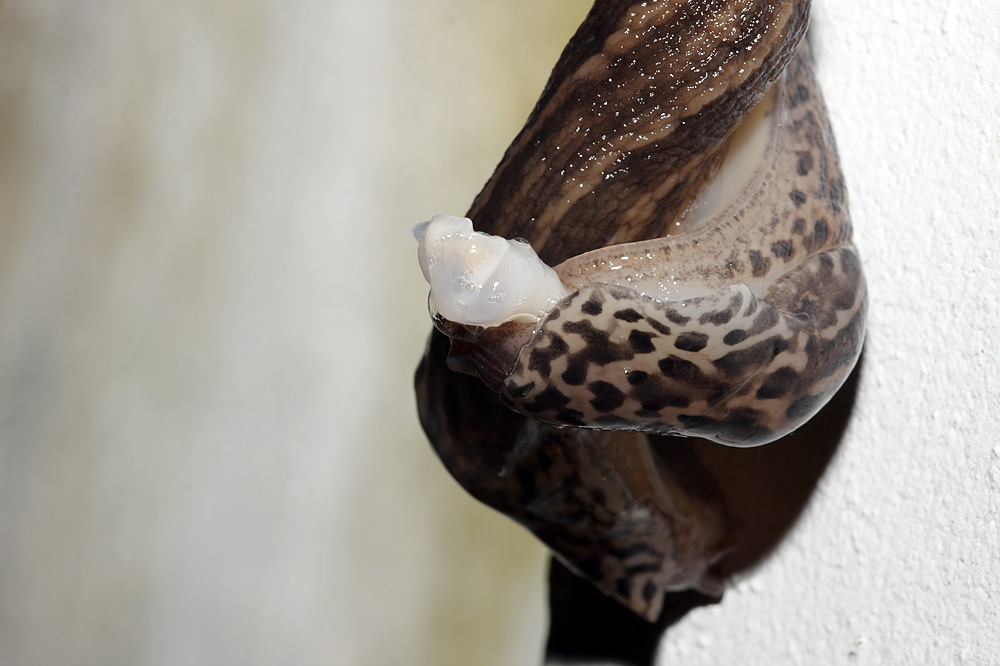 Leopard Slugs Mating/slug_mating_2507095003