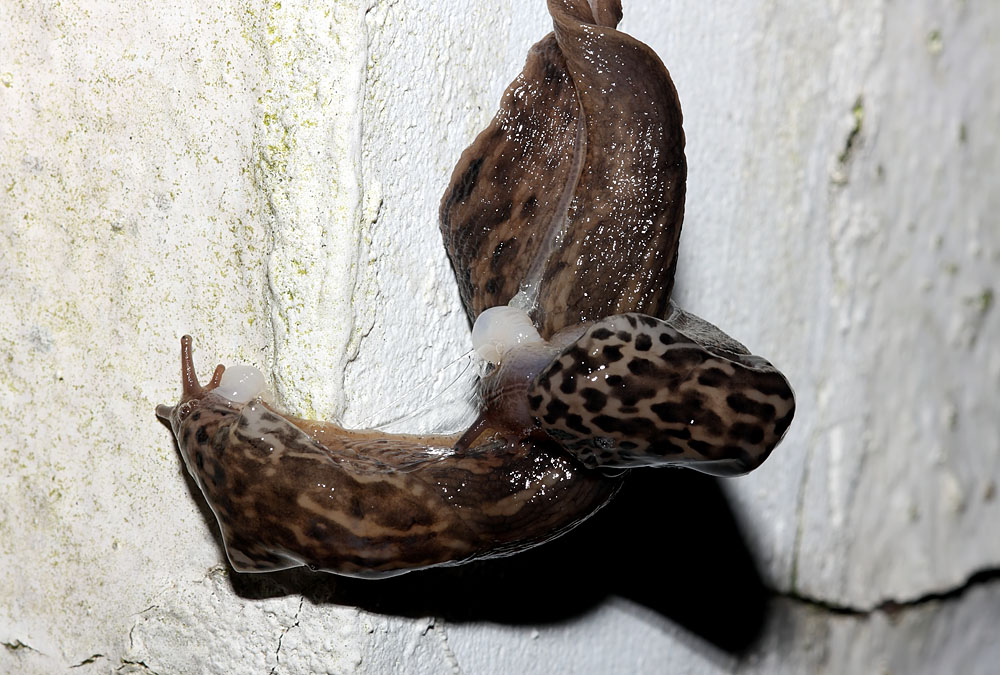 Leopard Slugs Mating/slug_mating_2507095009