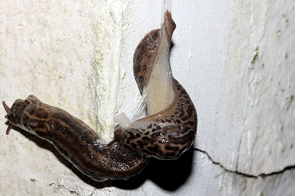 Leopard Slugs Mating/slug_mating_2507095012