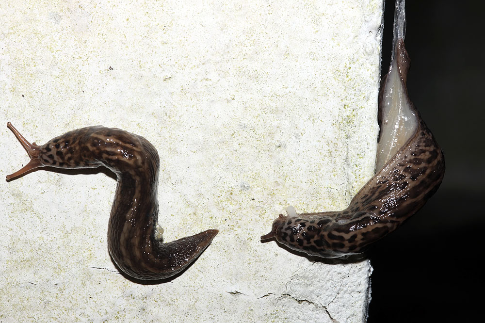 Leopard Slugs Mating/slug_mating_2507095022