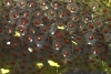 Frog Spawn Development | Everything is Permuted