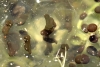 Frog Spawn Development | Everything is Permuted