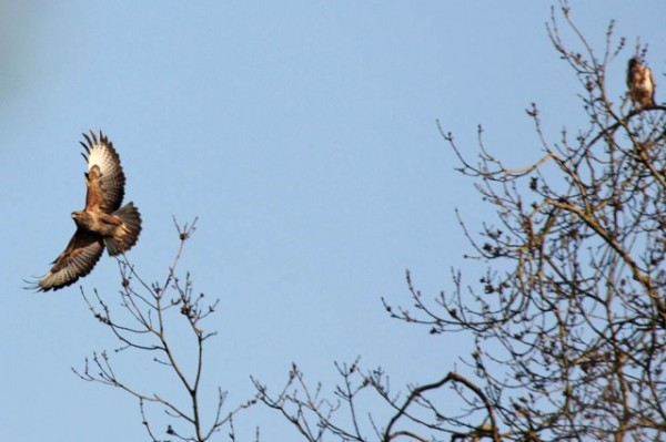 Buzzard Photo Special (includes mating sequence) | Everything is Permuted