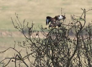 Buzzard Photo Special (includes mating sequence) | Everything is Permuted