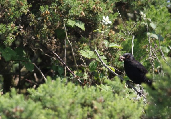 Kestrel Blackbird Whitethroat And Skylark Everything Is Permuted
