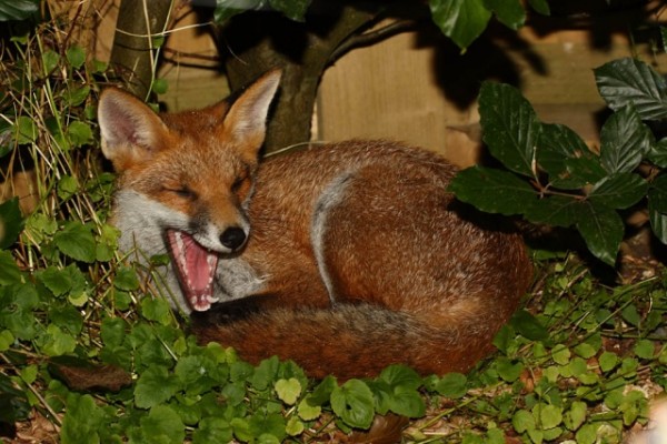 Cheeky Vixen (just pictures) | Everything is Permuted