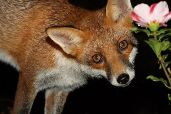 The Two Young Foxes | Everything is Permuted