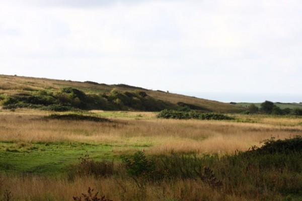 Goldfinches at Sheepcote | Everything is Permuted