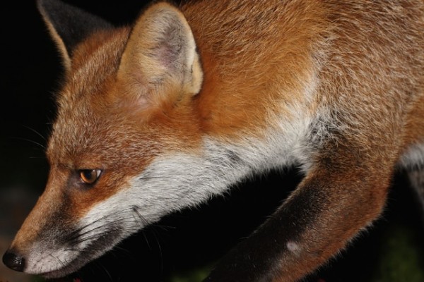 Portraits of a Lady | Everything is Permuted