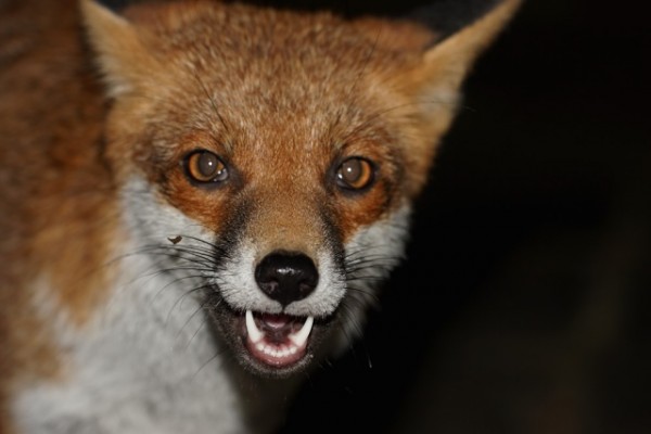 Portraits of a Lady | Everything is Permuted