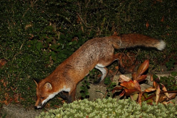 Heron Delights | Everything is Permuted