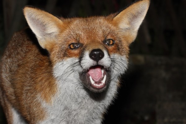 Focusing on a Fox | Everything is Permuted