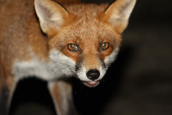 Focusing on a Fox | Everything is Permuted