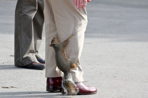 Central London Wildlife | Everything is Permuted