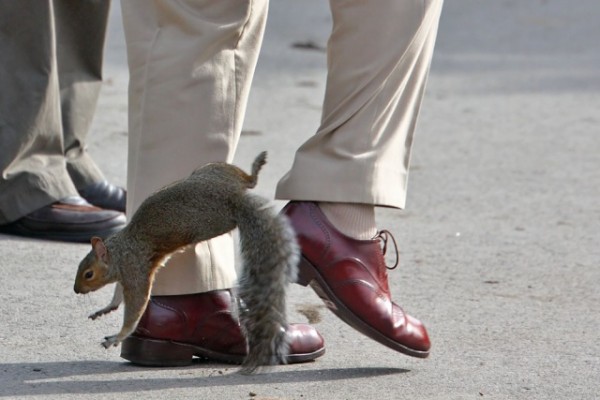 Central London Wildlife | Everything is Permuted