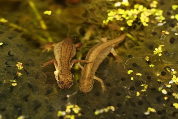 Excuse me! You've just bitten my hand. (Newts photo sequence ...